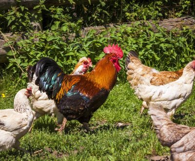 Mösenlehen in Mittersill, Nationalpark Hohe Tauern