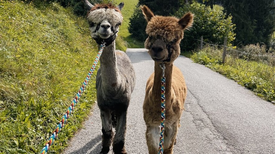 Urlaub mit Alpakas & Lamas am Bauernhof – Salzburger Land